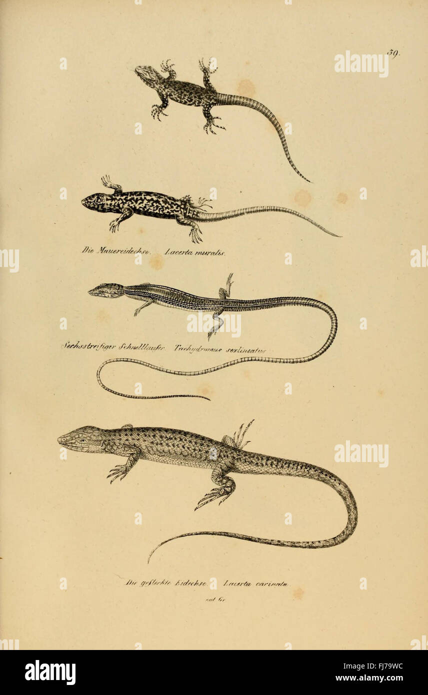 Reptile Diversity and Illustrations in Natural History Stock Photo - Alamy