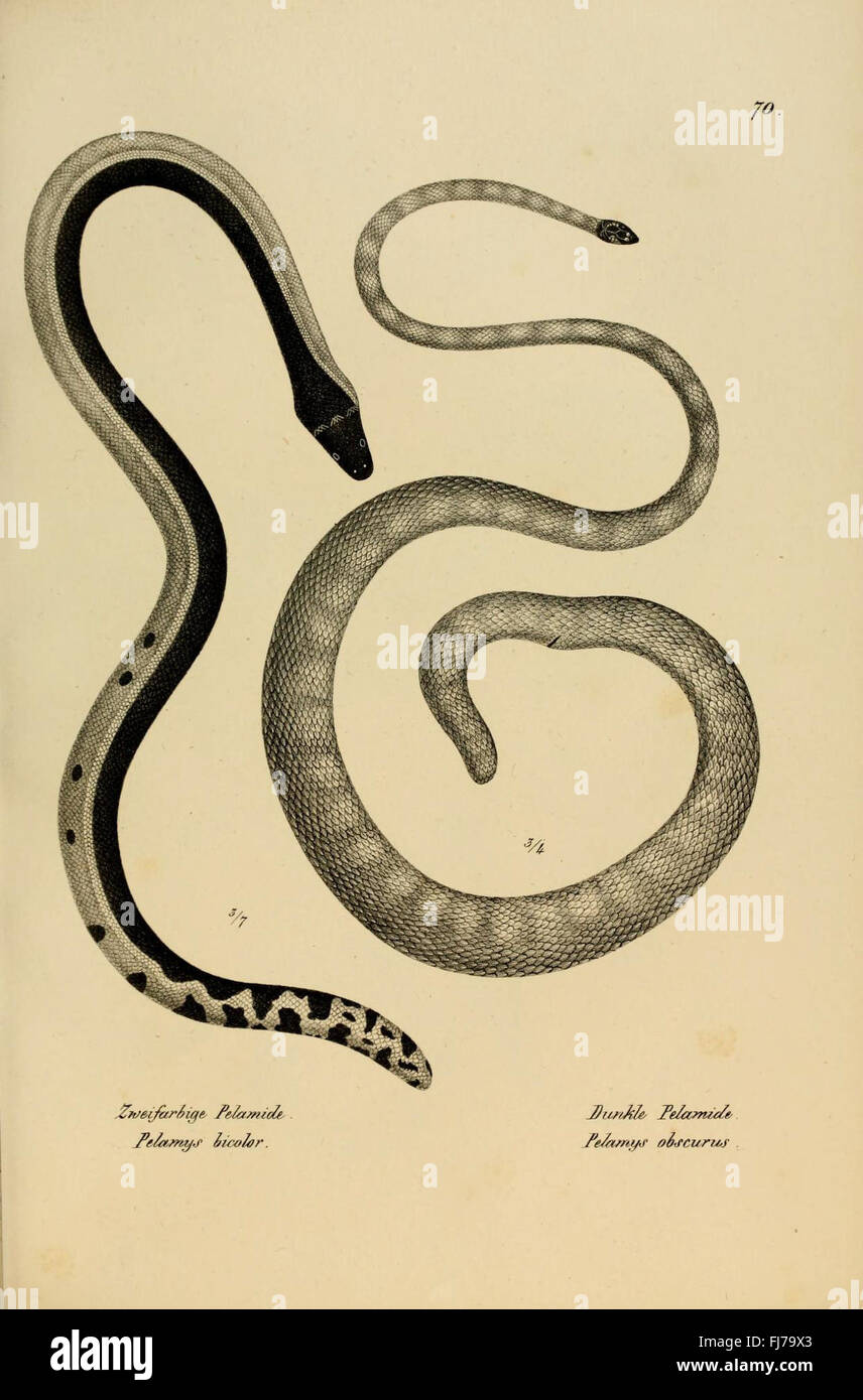 A detailed study and illustration of reptiles, focusing on their ...