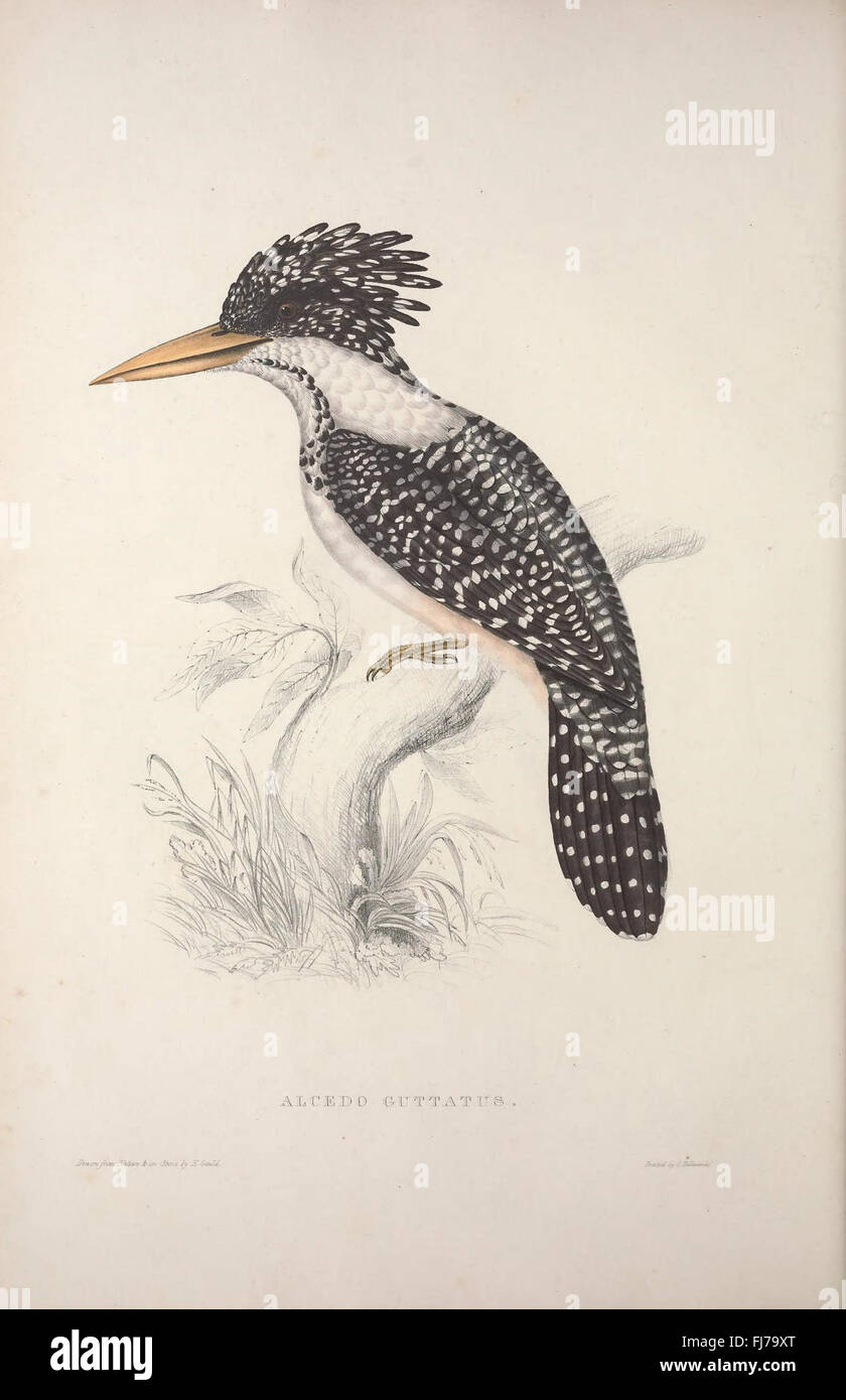 A century of birds from the Himalaya Mountains (TAB. V Stock Photo - Alamy