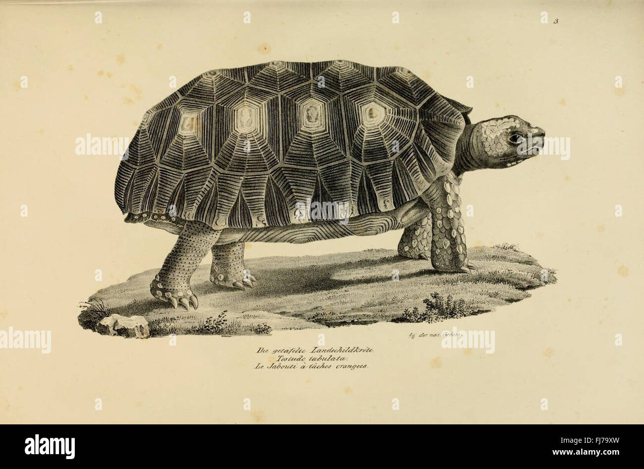 A botanical and zoological work detailing the natural history and ...