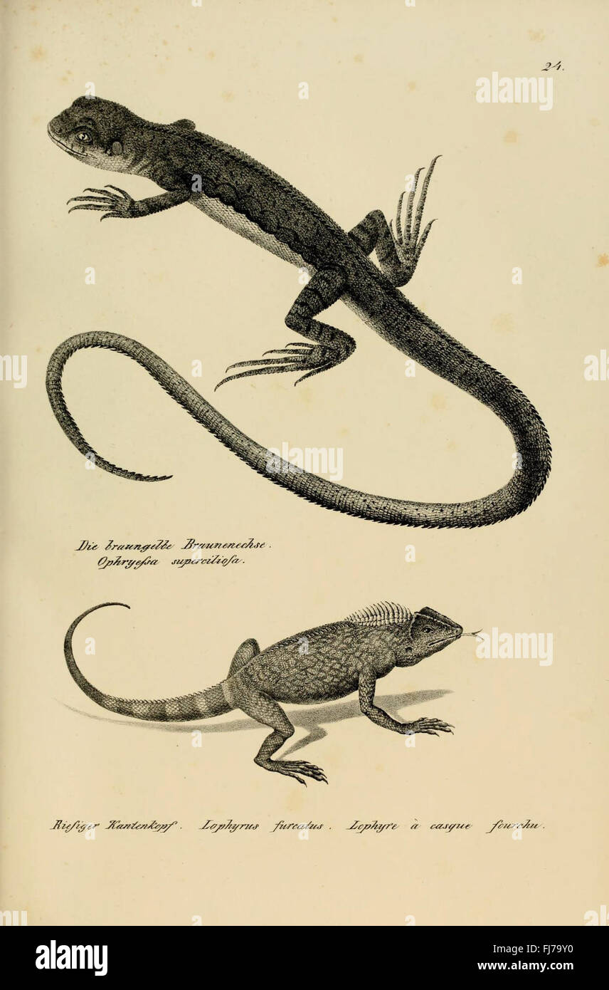 A comprehensive work detailing the natural history and illustrations of ...