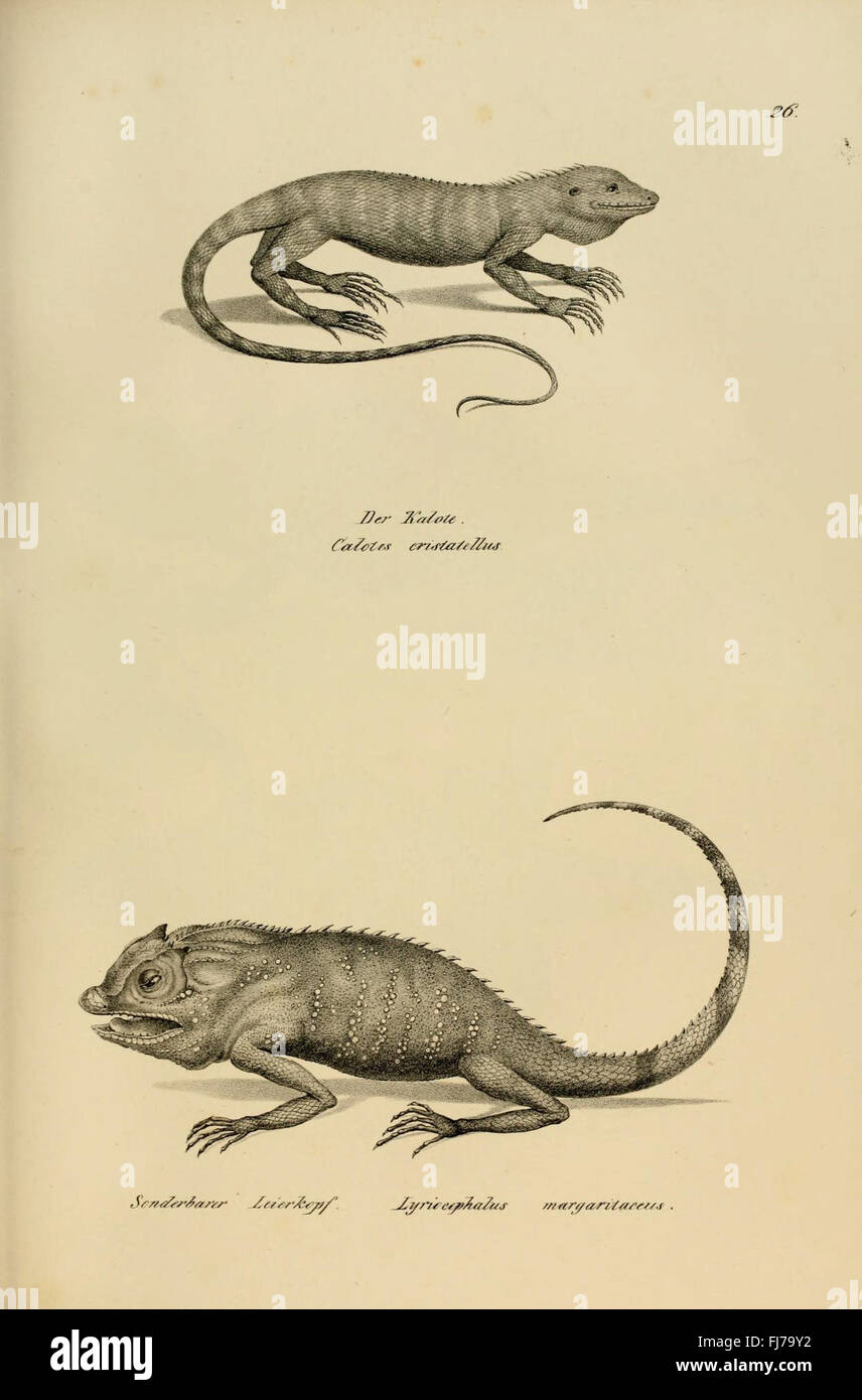 Reptilian taxonomy hi-res stock photography and images - Alamy