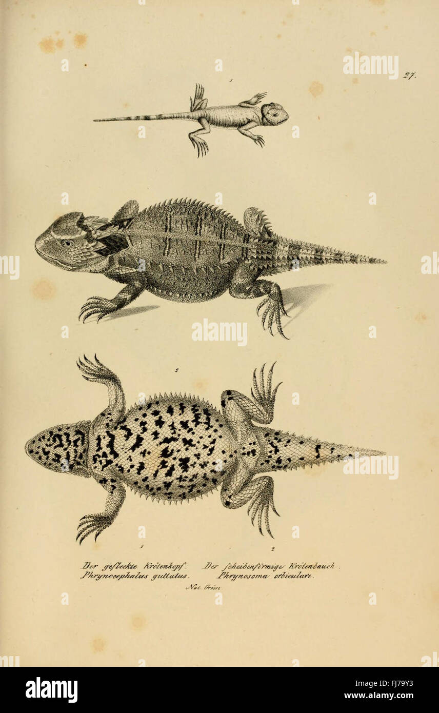 An in-depth work on reptiles, including detailed illustrations of ...