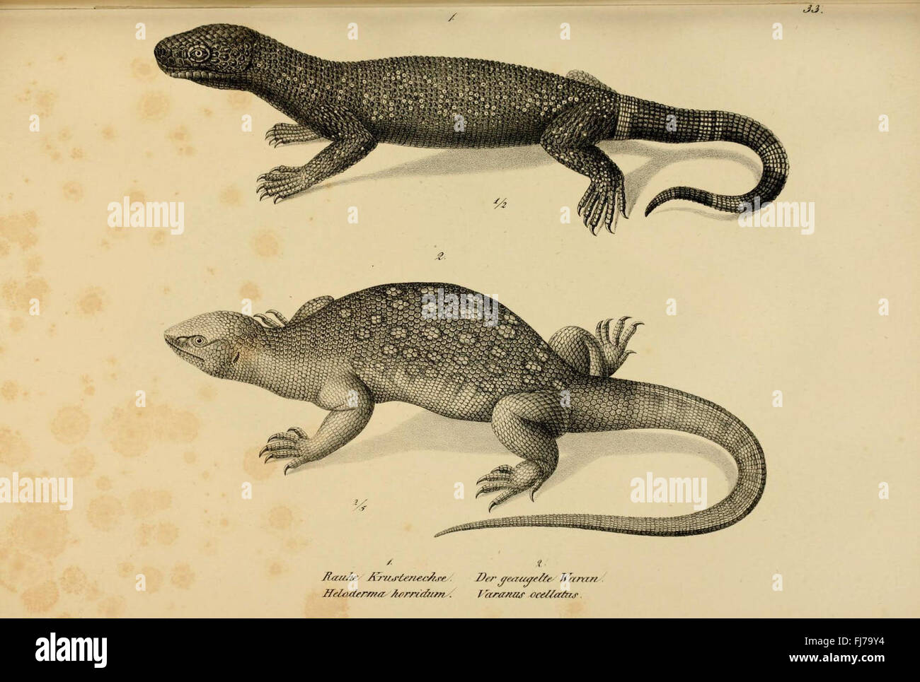 A historical and illustrated work on the natural history and depictions ...