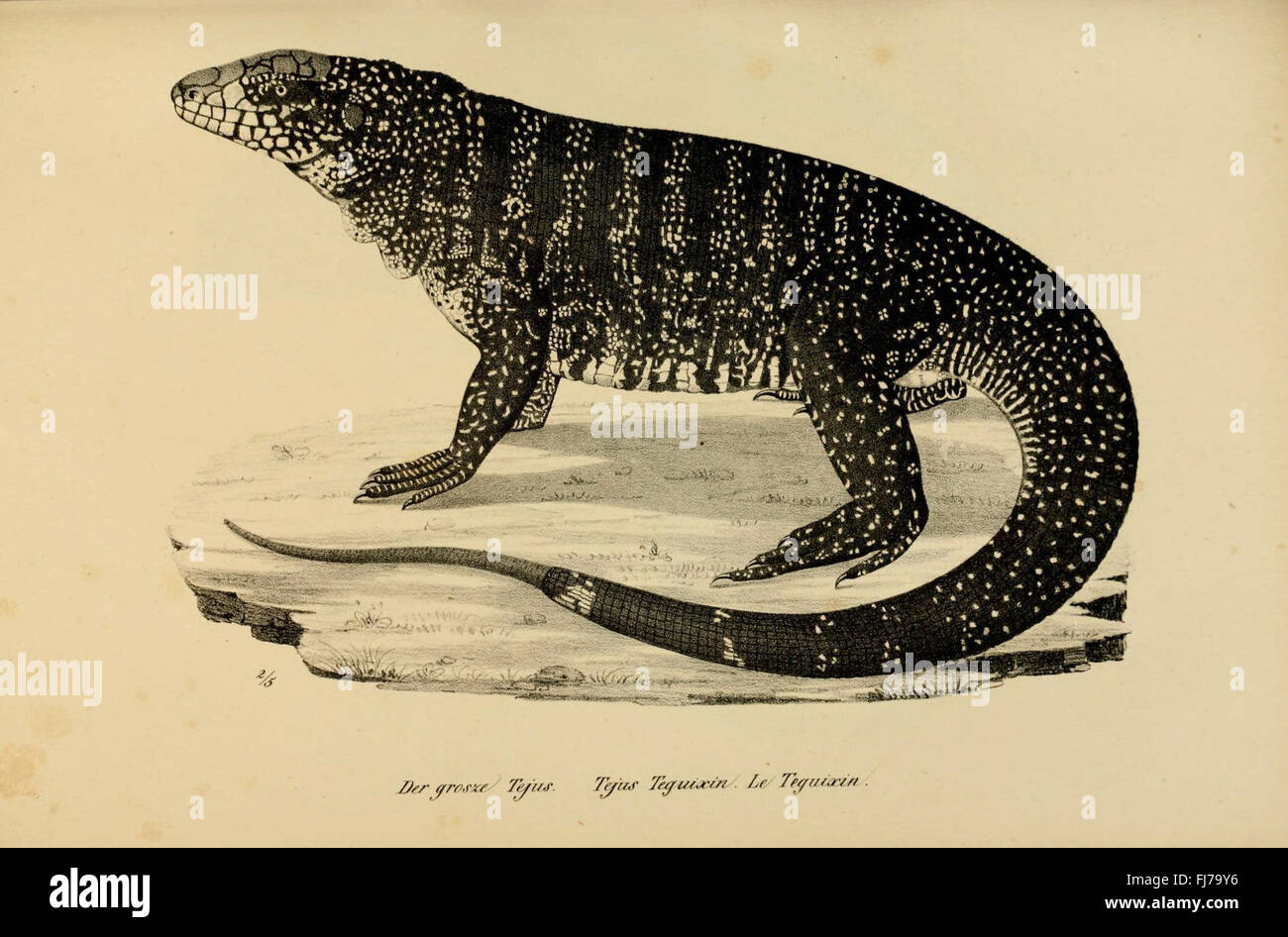 Natural History and Illustrations of Reptiles: A comprehensive study of ...