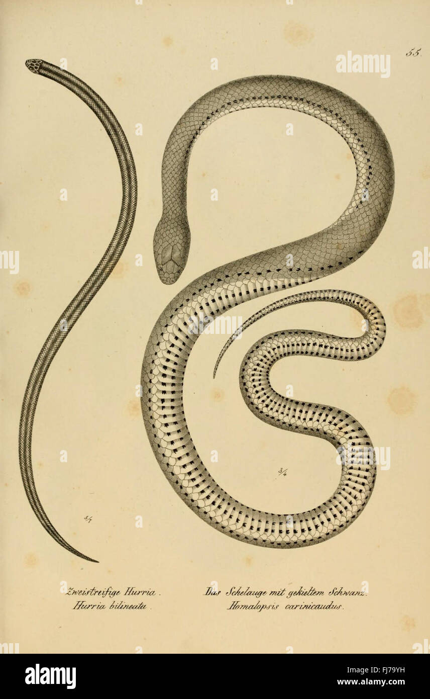A natural history of reptiles, featuring detailed illustrations and ...