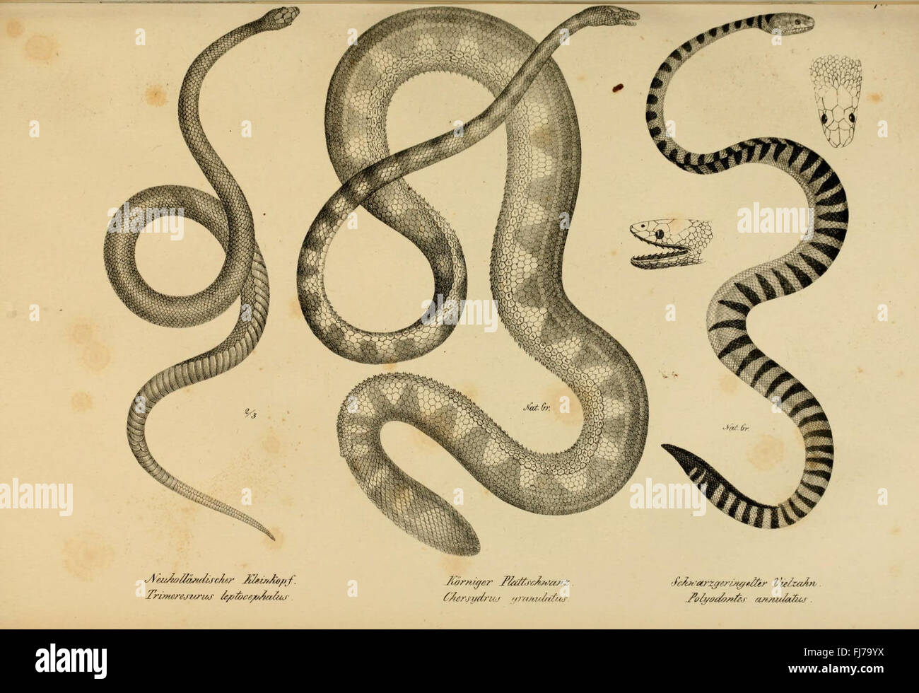 A study of reptiles, with illustrations depicting various species and ...