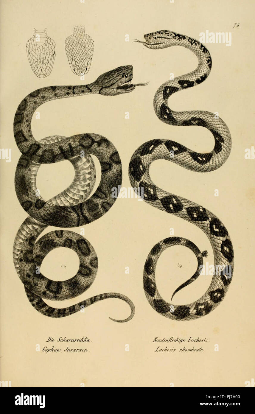A comprehensive work on the natural history and illustrations of ...