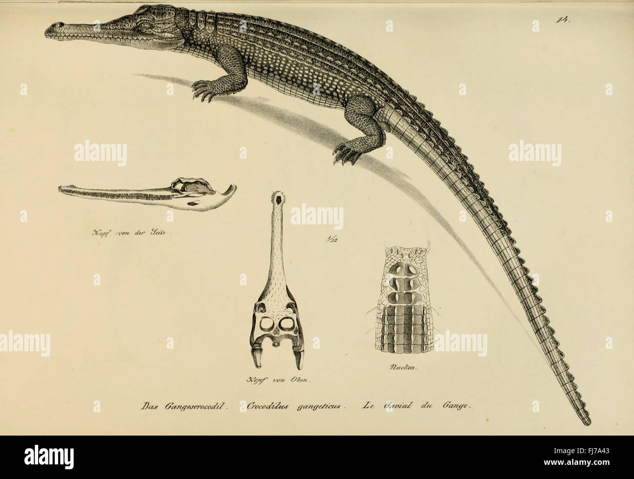 An illustrated work documenting the natural history of reptiles ...