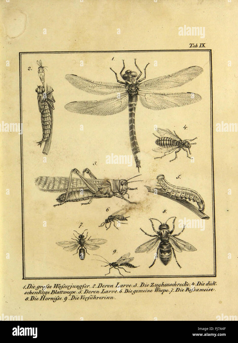 An early natural historical description of insects, with detailed ...