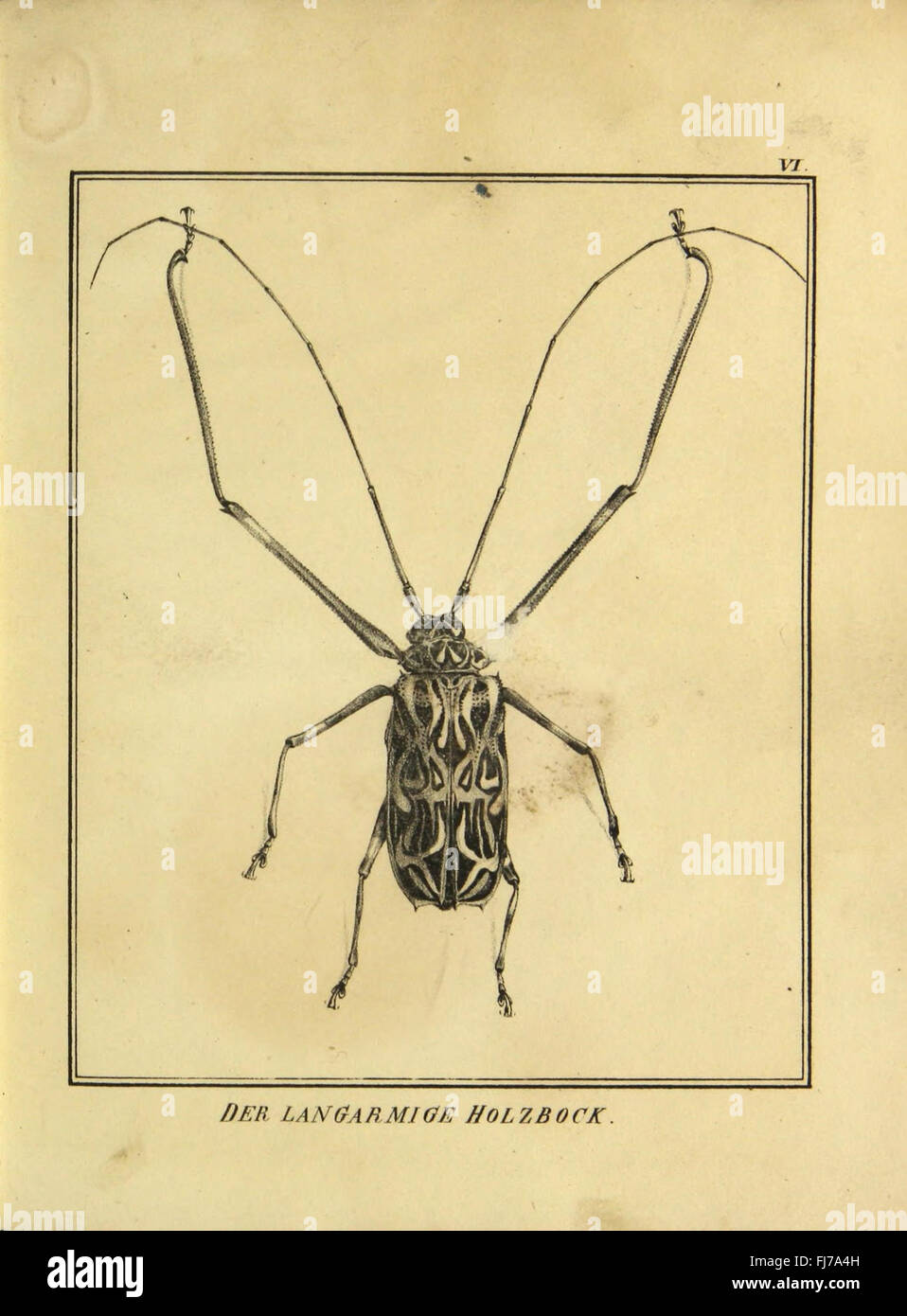 Natural History Description of Insects (Plate VI Stock Photo - Alamy