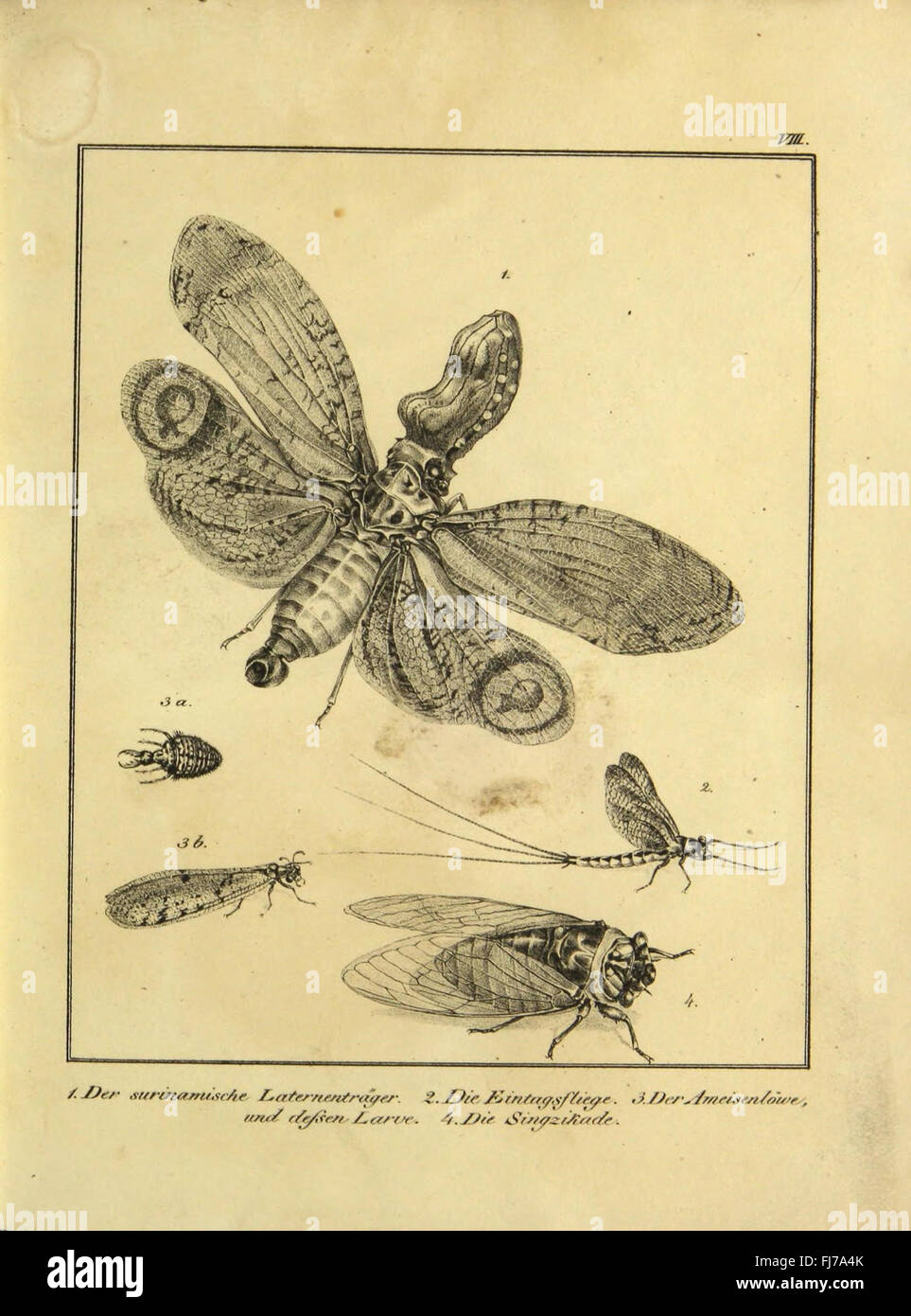 An illustrated natural history description of various insect species ...