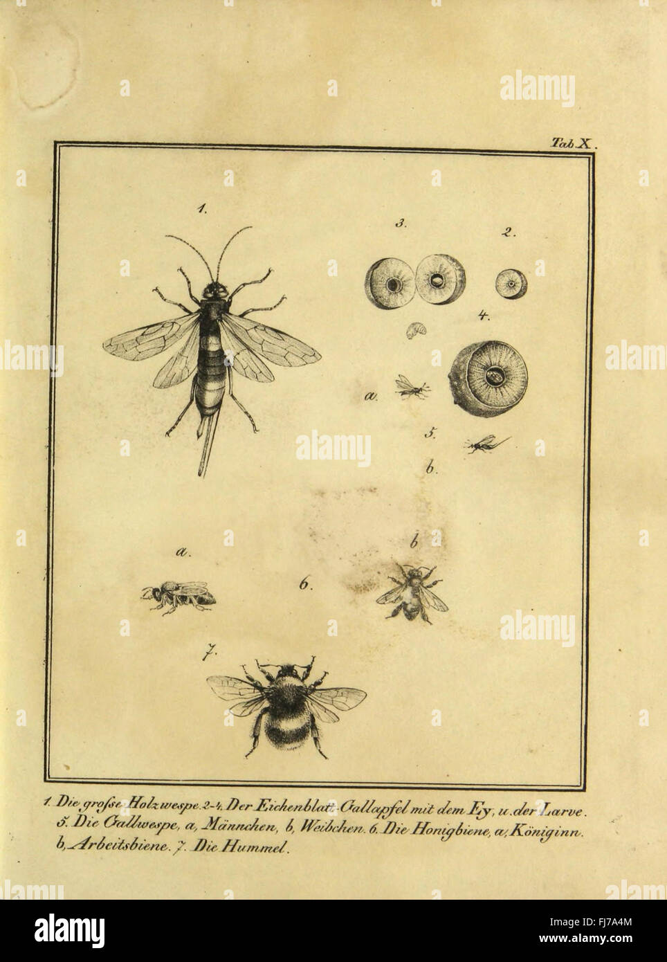 Detailed drawings of various insects hi-res stock photography and ...