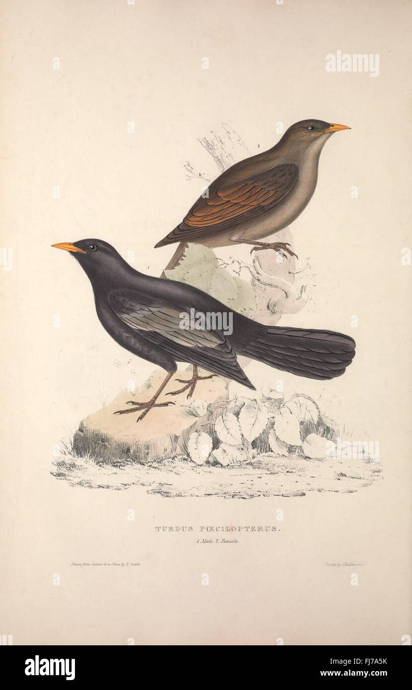 Century of Birds from the Himalaya Mountains, Plate XIV, Smithsonian ...