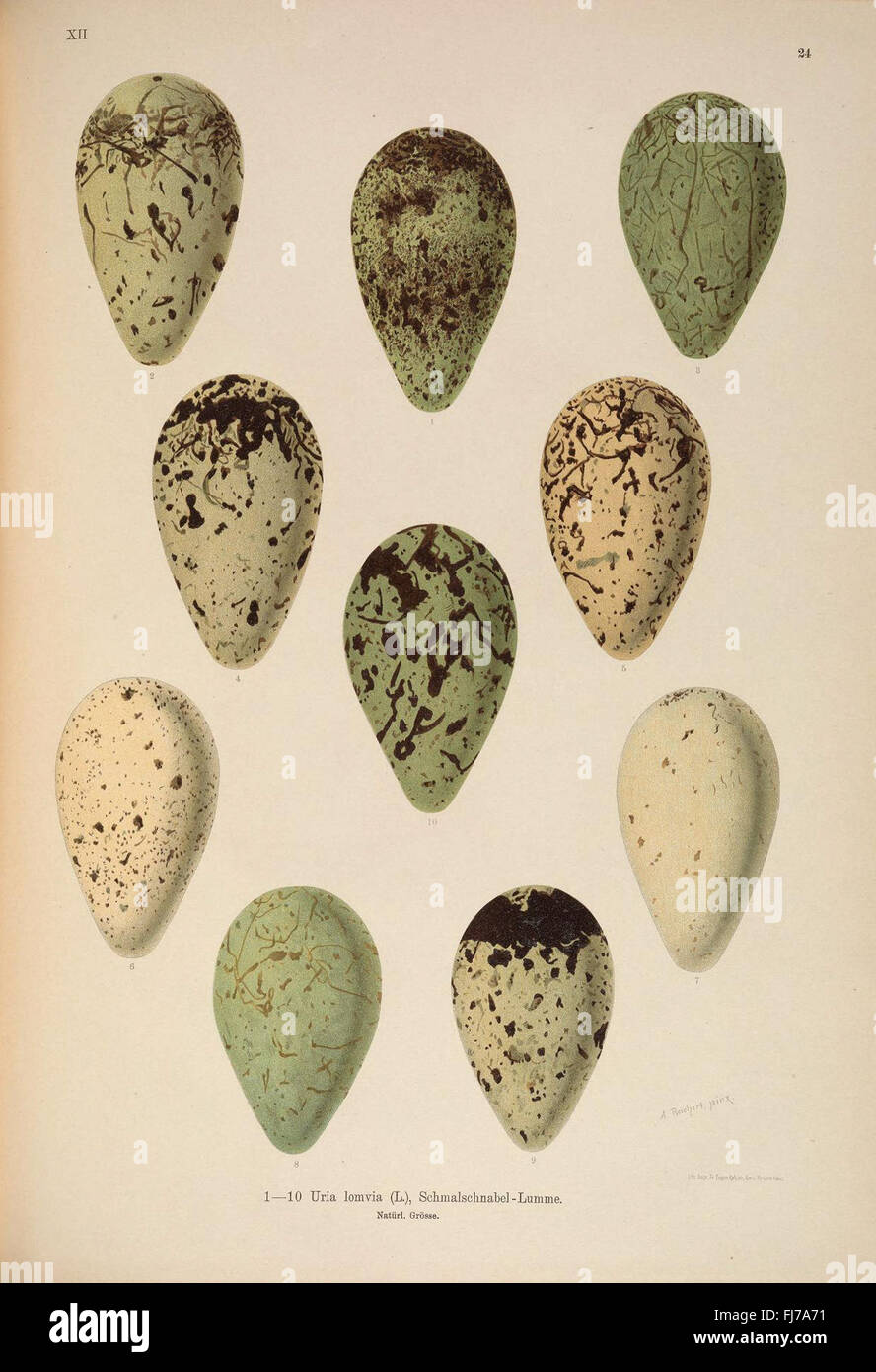 Comprehensive ornithological study documenting European bird species ...