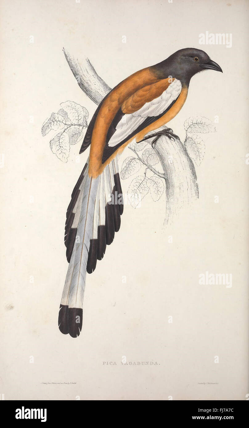 Illustration from 'A Century of Birds from the Himalaya Mountains ...