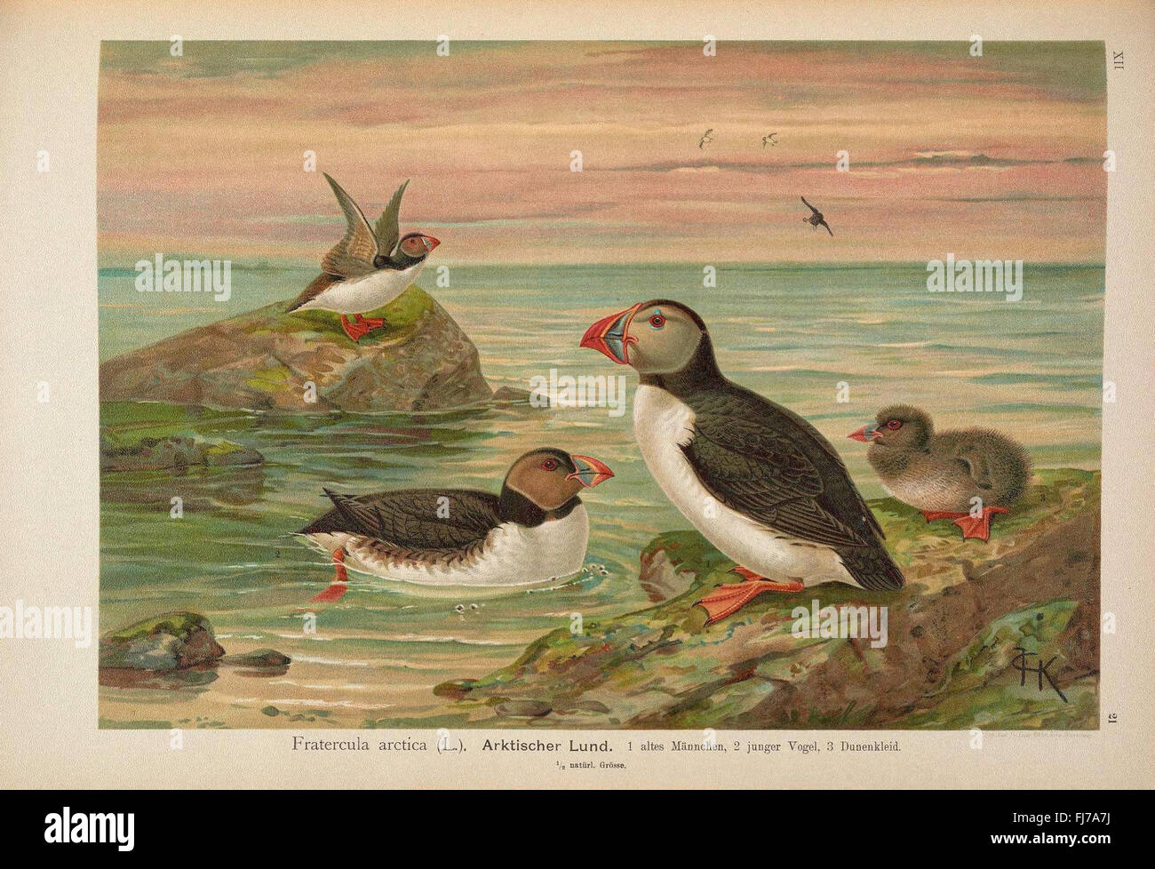A collection of ornithological works by Johann Andreas Naumann ...