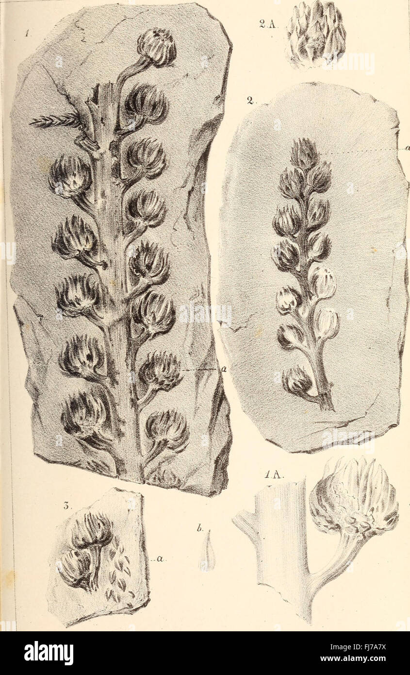 A German scientific journal from 1863 focusing on mineralogy, geology ...