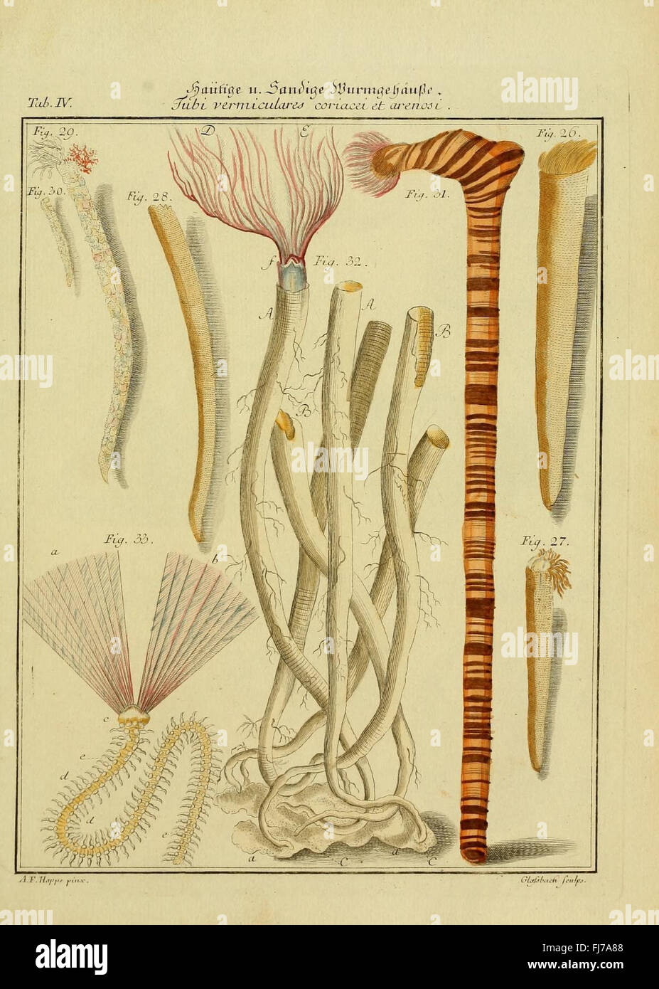 A conchological study classifying mollusk species, featuring detailed ...