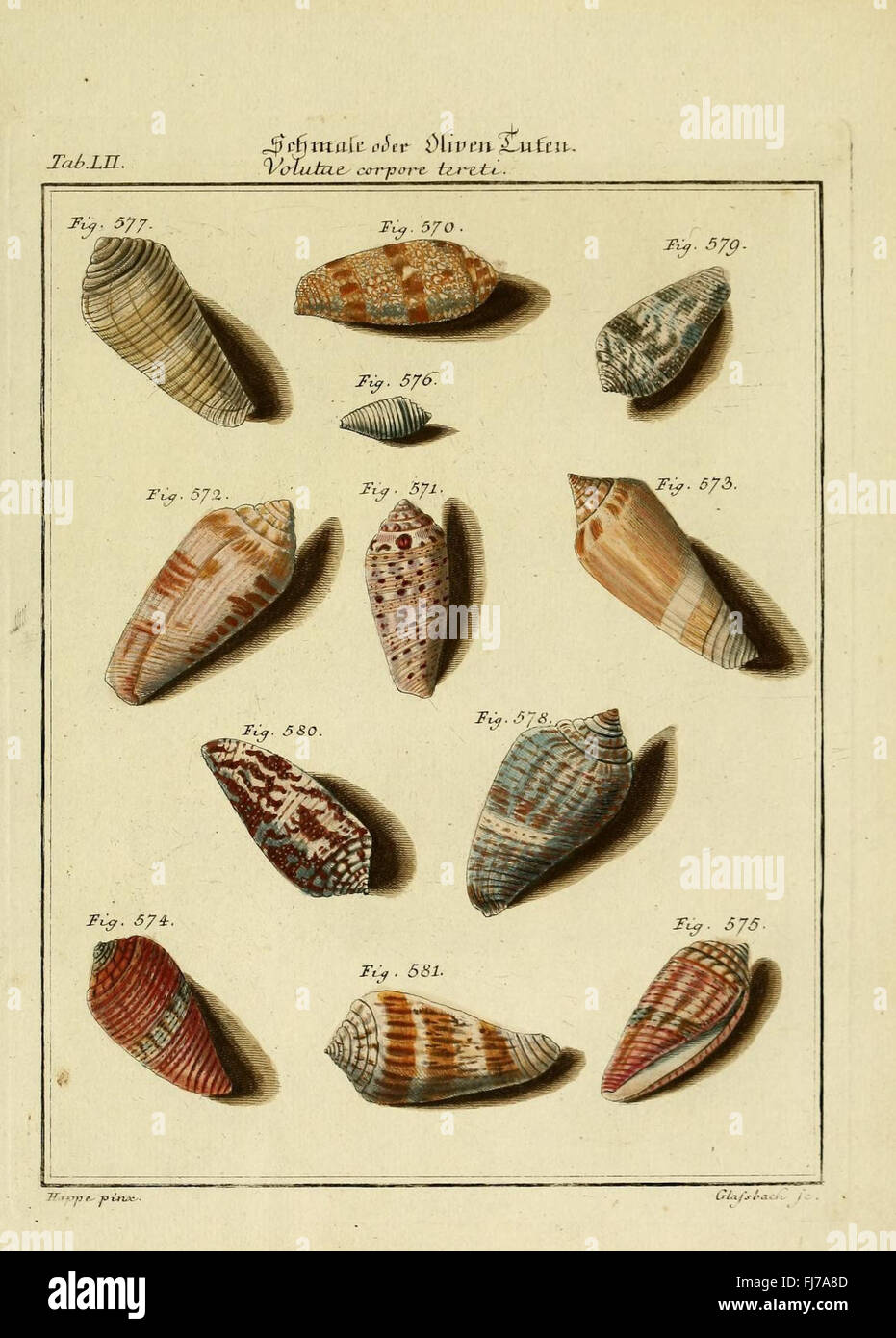 This classification work on mollusks provides detailed illustrations of ...