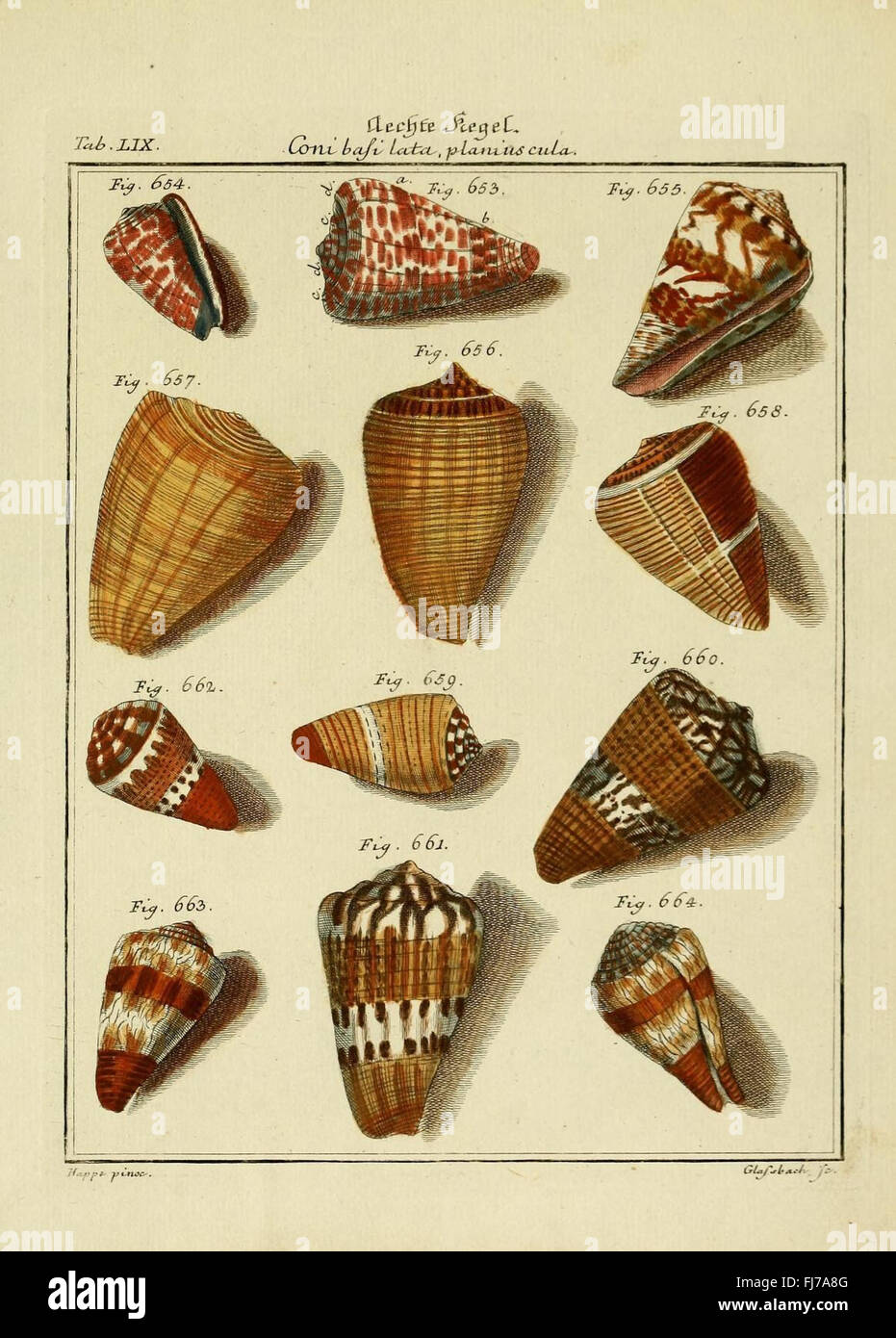 A systematic catalog of shells, classified and illustrated in detailed ...