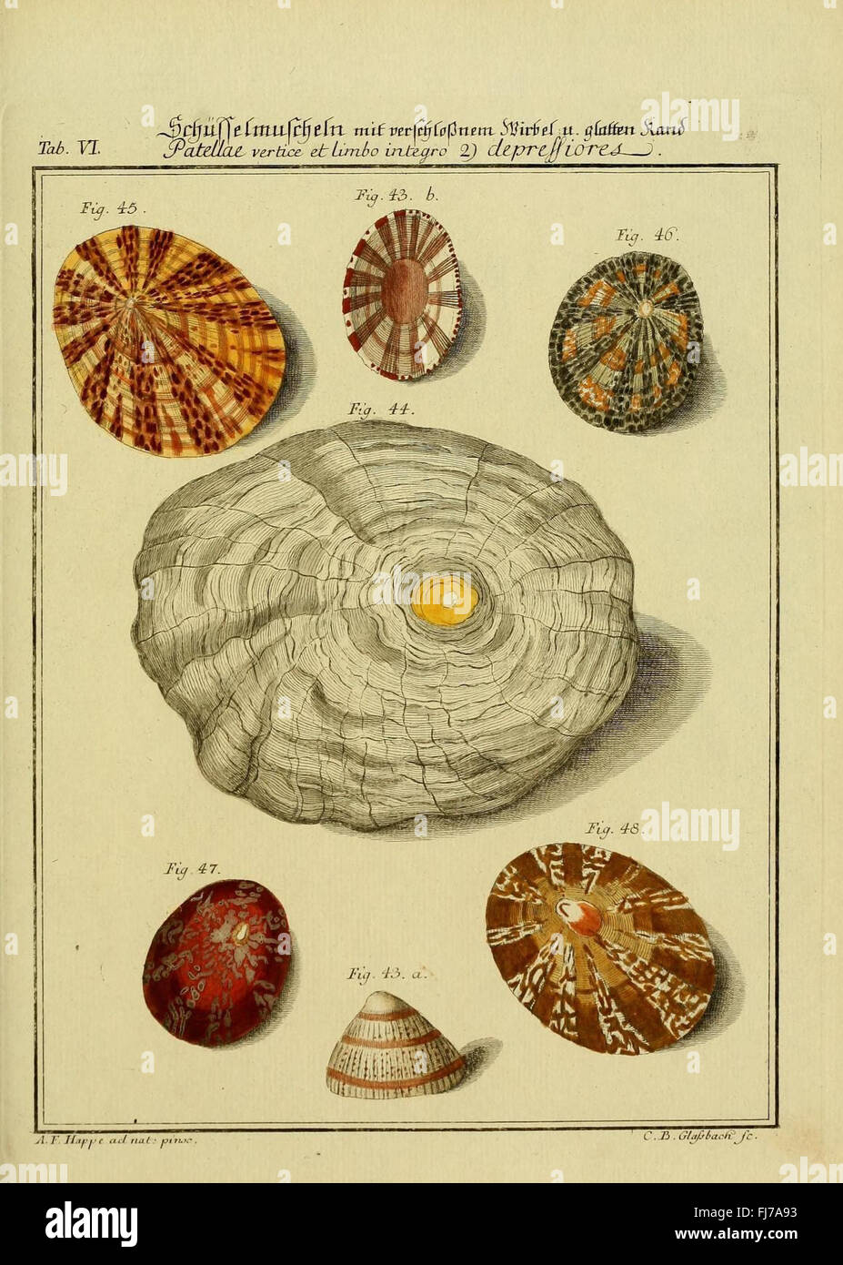 Illustrated classification of mollusks, documenting shell morphology ...