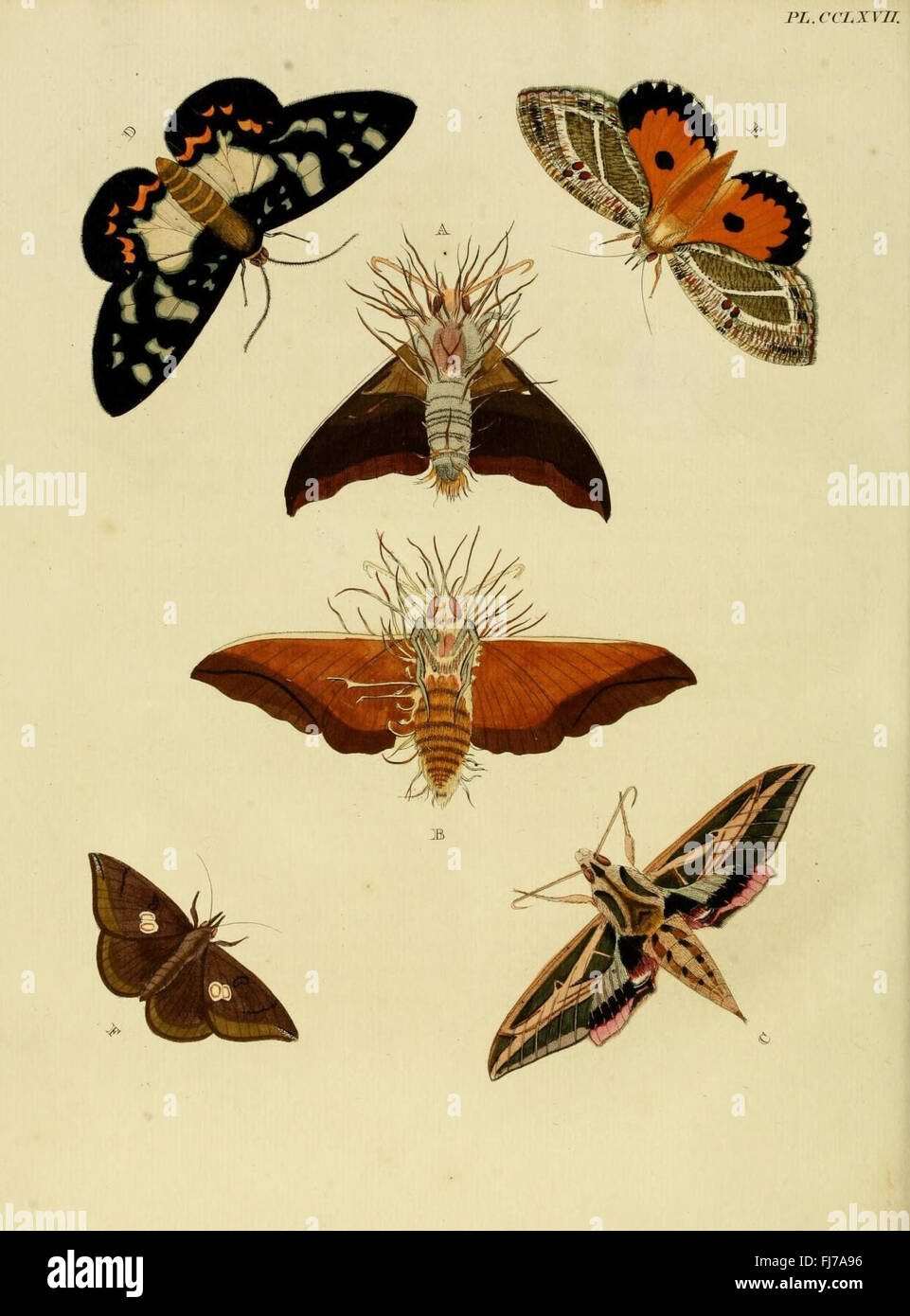 A catalog of exotic butterflies (Lepidoptera) from Suriname, focusing ...