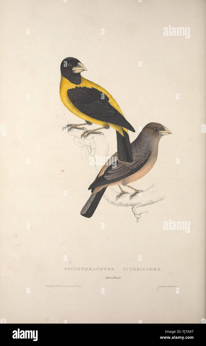 A century of birds from the Himalaya Mountains (TAB. XLV Stock Photo ...