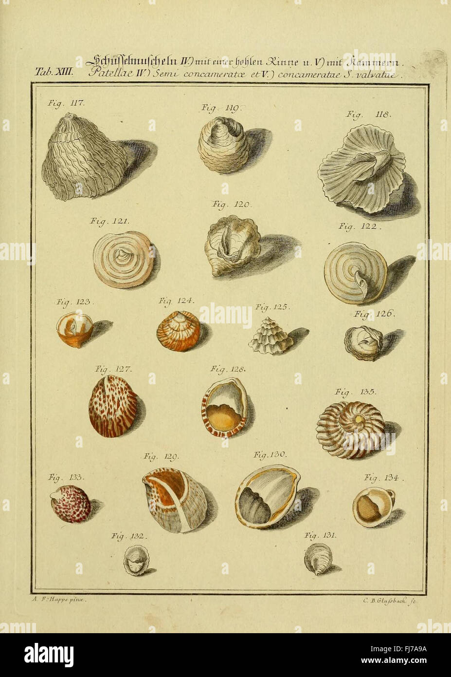 A German scientific work on the classification of mollusks and shells ...