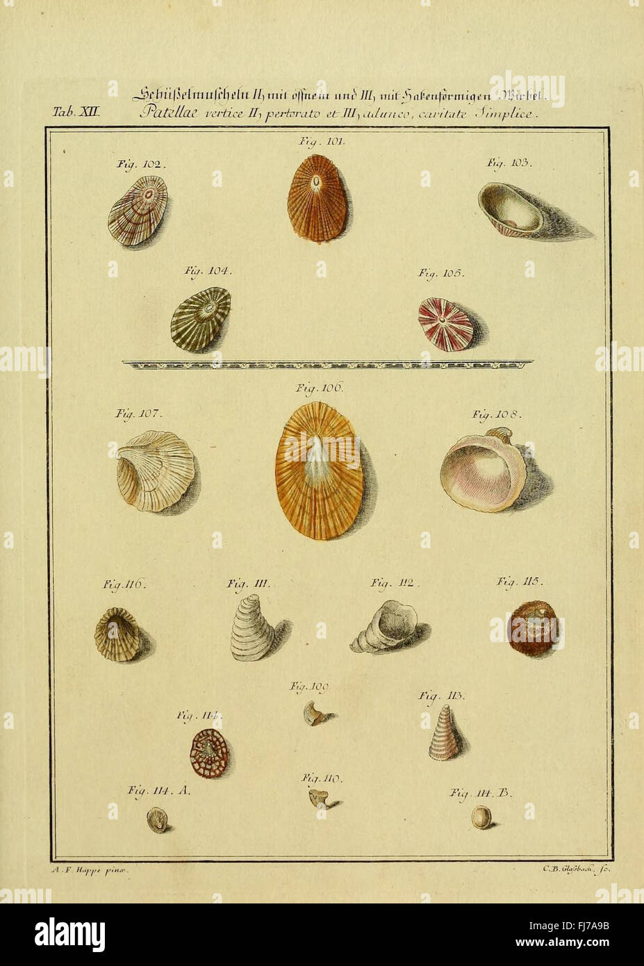A systematic conchology reference detailing mollusk classification and ...