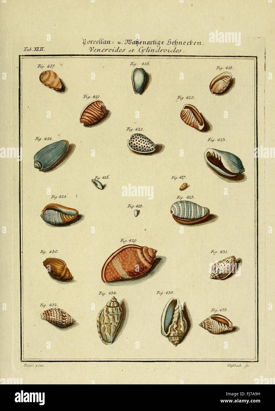 A systematic catalog of shell species, providing detailed illustrations ...