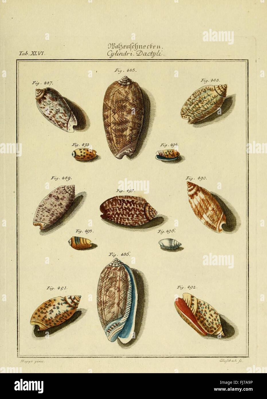 New systematic shell cabinet, providing a classification of mollusks ...