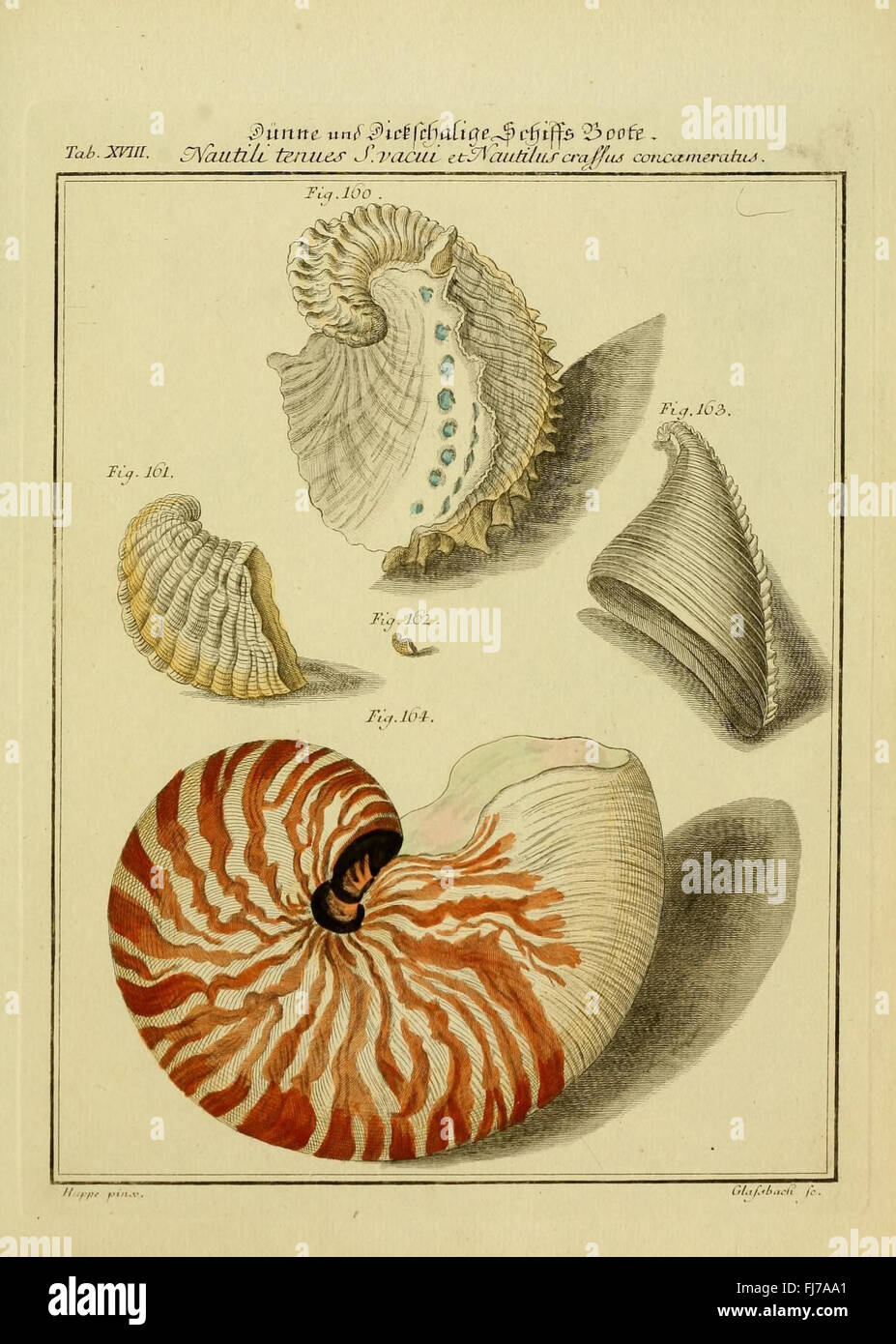 A German work on mollusk shells, featuring an illustration of a ...