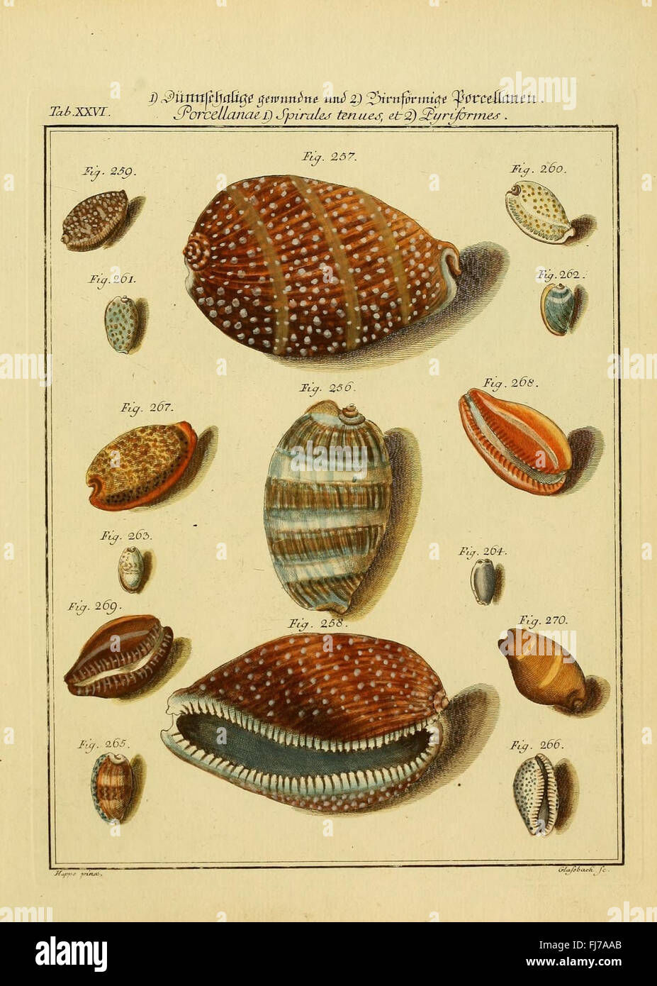 An updated, systematic catalog of mollusks, including detailed ...