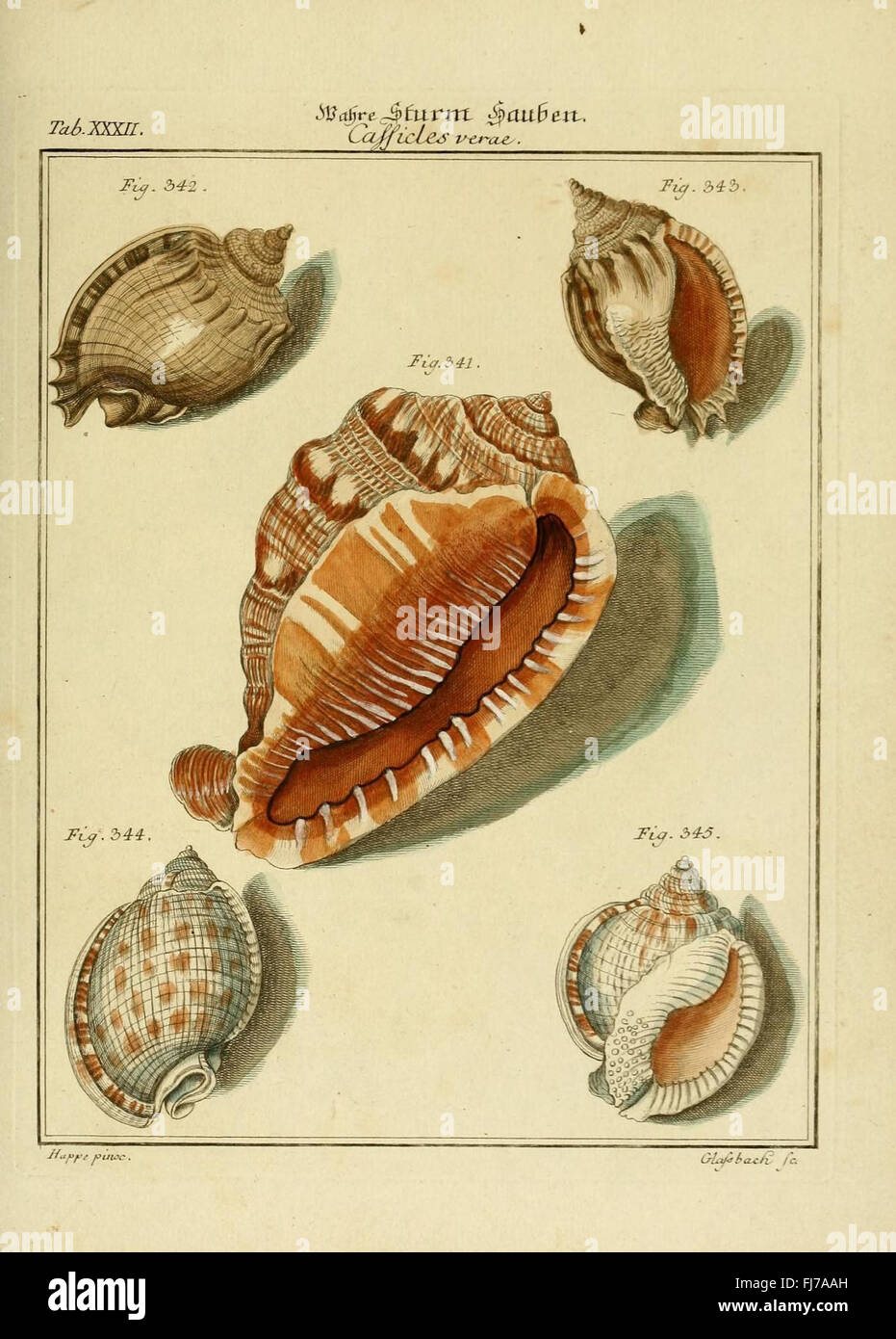 A systematic collection of mollusks, featuring shells and marine ...