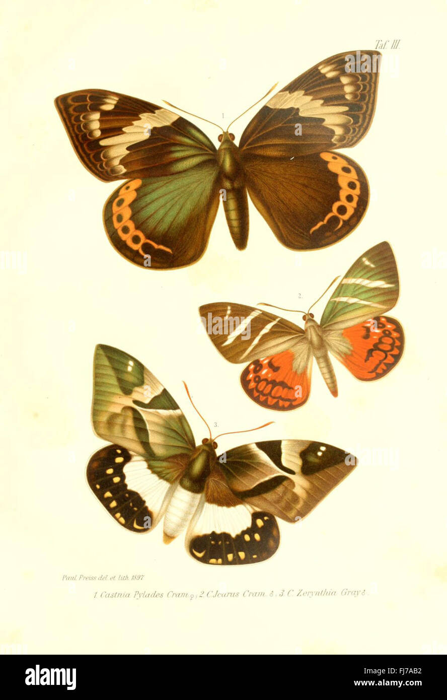 A study focused on the rare and new species of the Castnia genus of ...