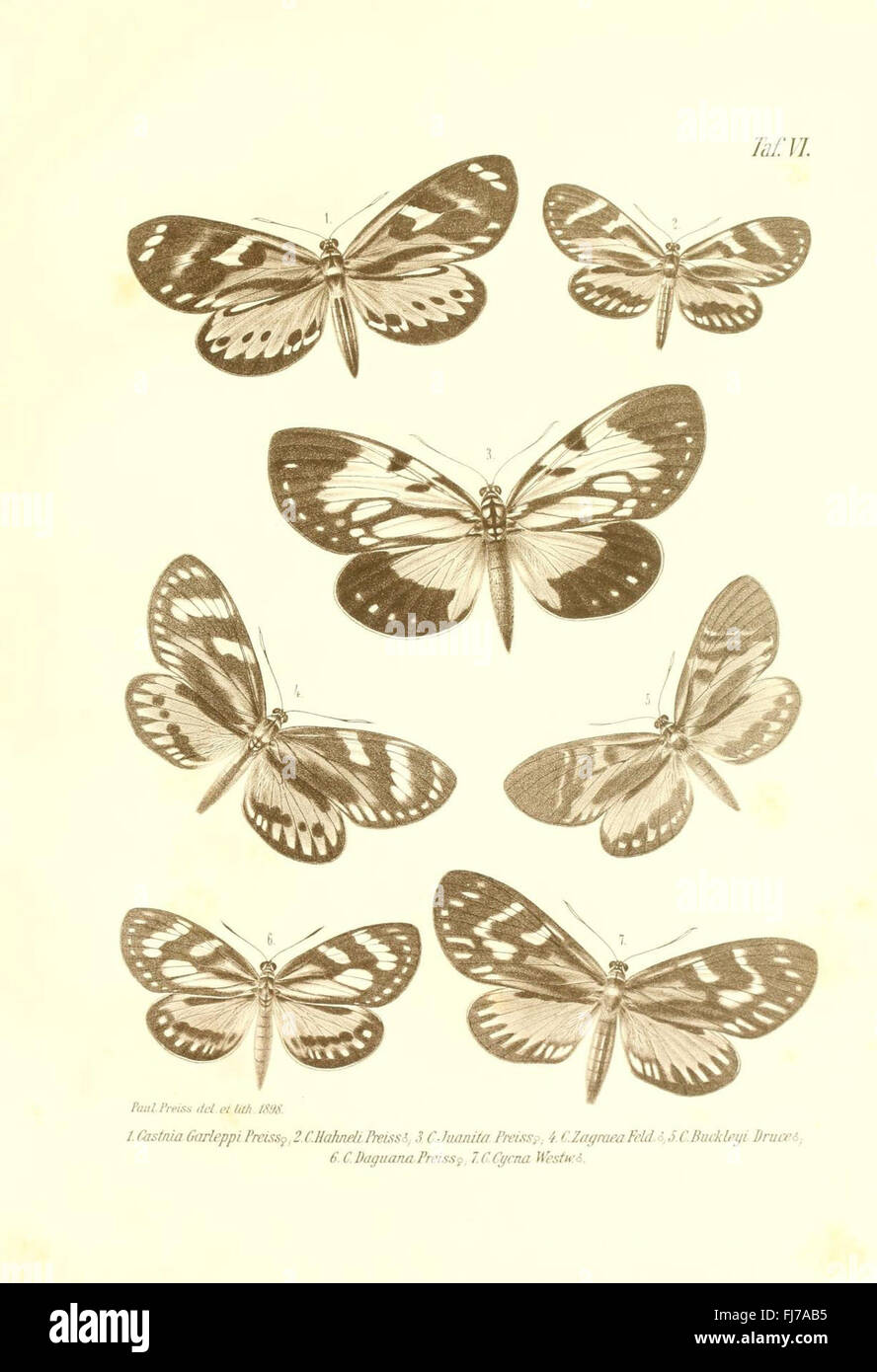 An illustration of new and rare species within the Castnia genus of the ...