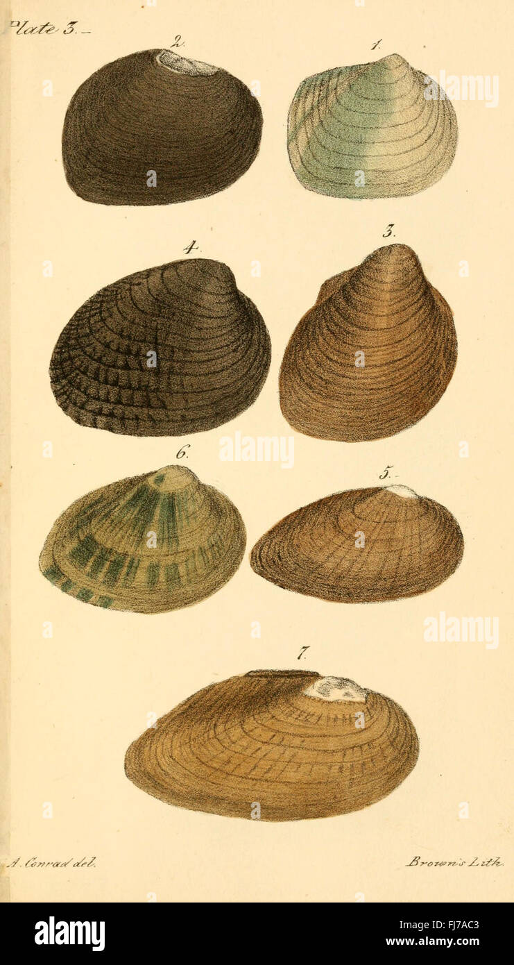 New Freshwater Shells of the United States (Pl. 4): An illustrated ...