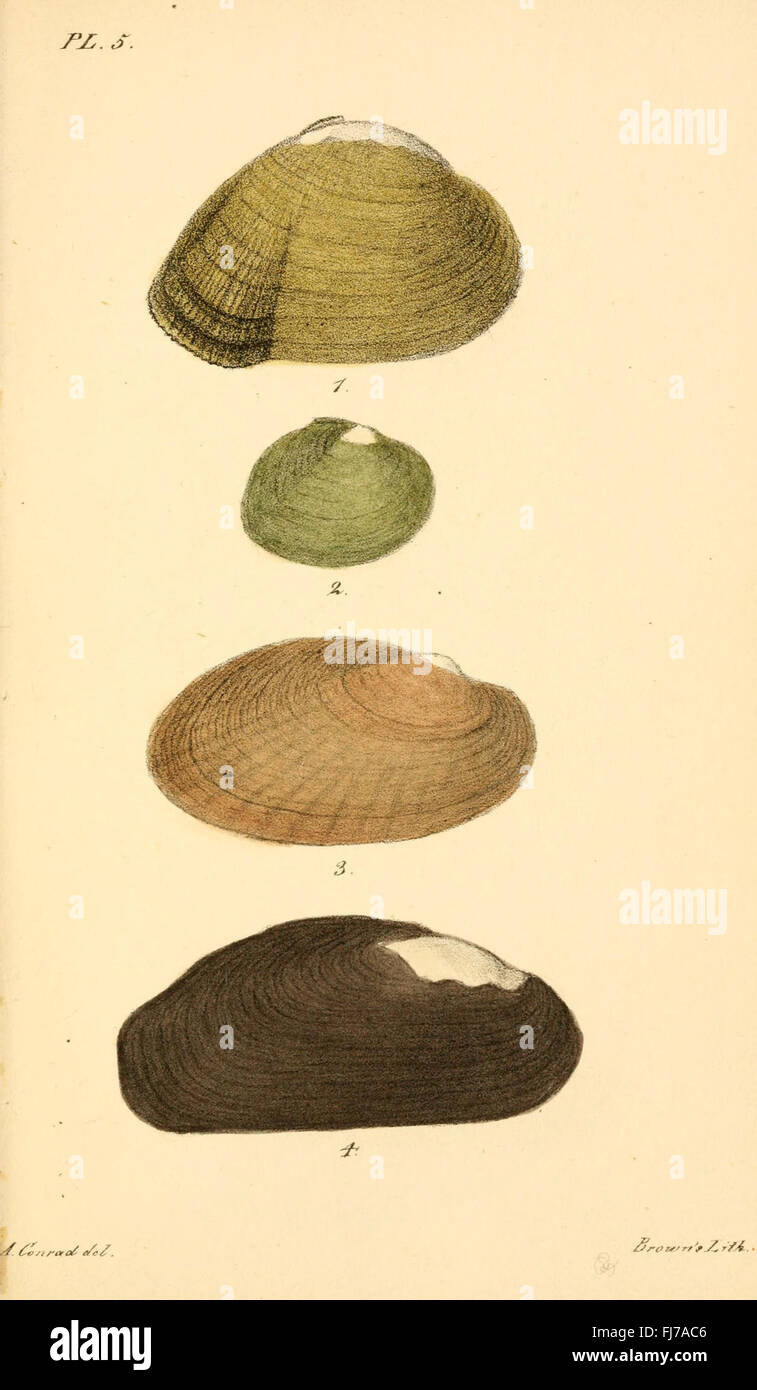 An illustrated catalog of freshwater shells and mussels from the United ...