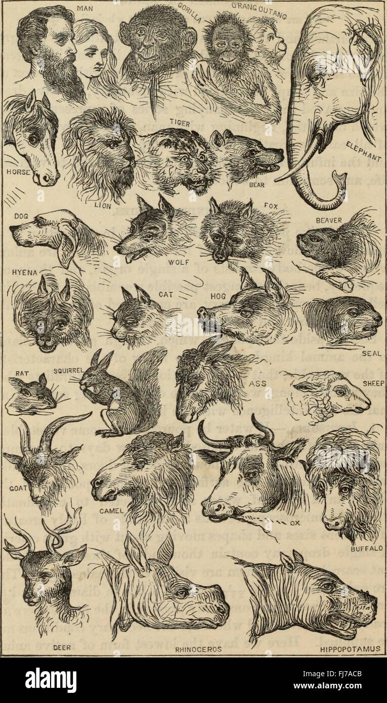 Human physiognomy hi-res stock photography and images - Alamy