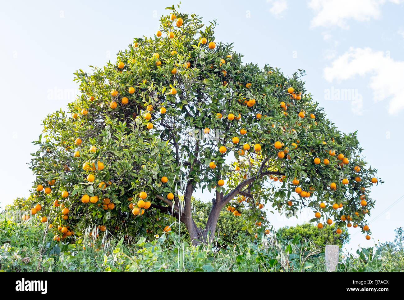 Orange tree in the countryside from Portugal Stock Photo - Alamy