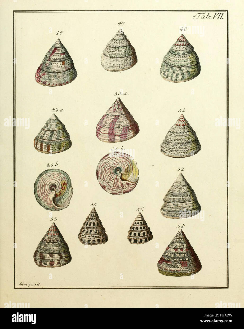 German work on a systematic collection of shells, based on the 13th ...