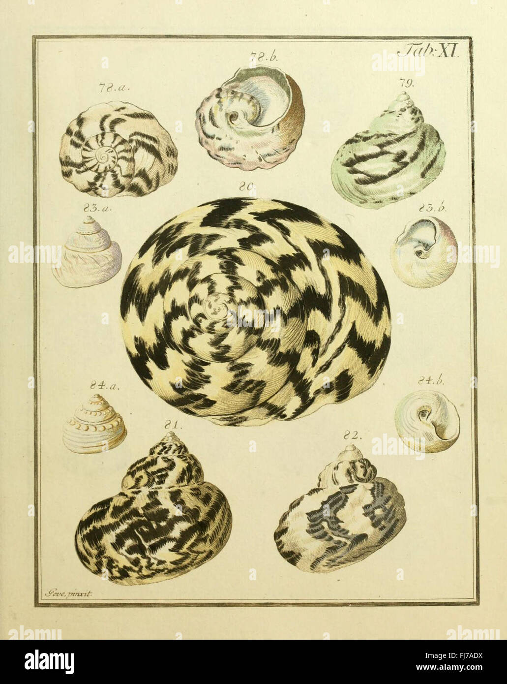 Illustration from 'Conchylien-Cabinet' cataloging mollusk shells ...