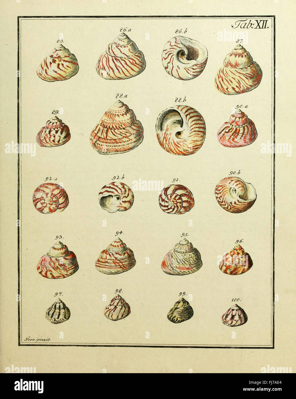 A catalog of shells systematically organized according to the 13th ...