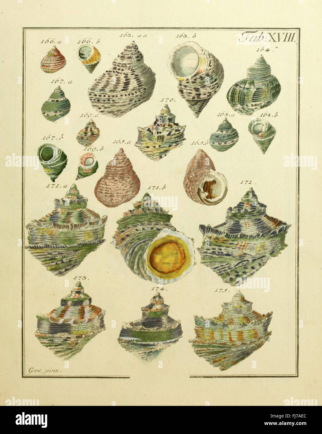 Detailed shell specimens hi-res stock photography and images - Alamy