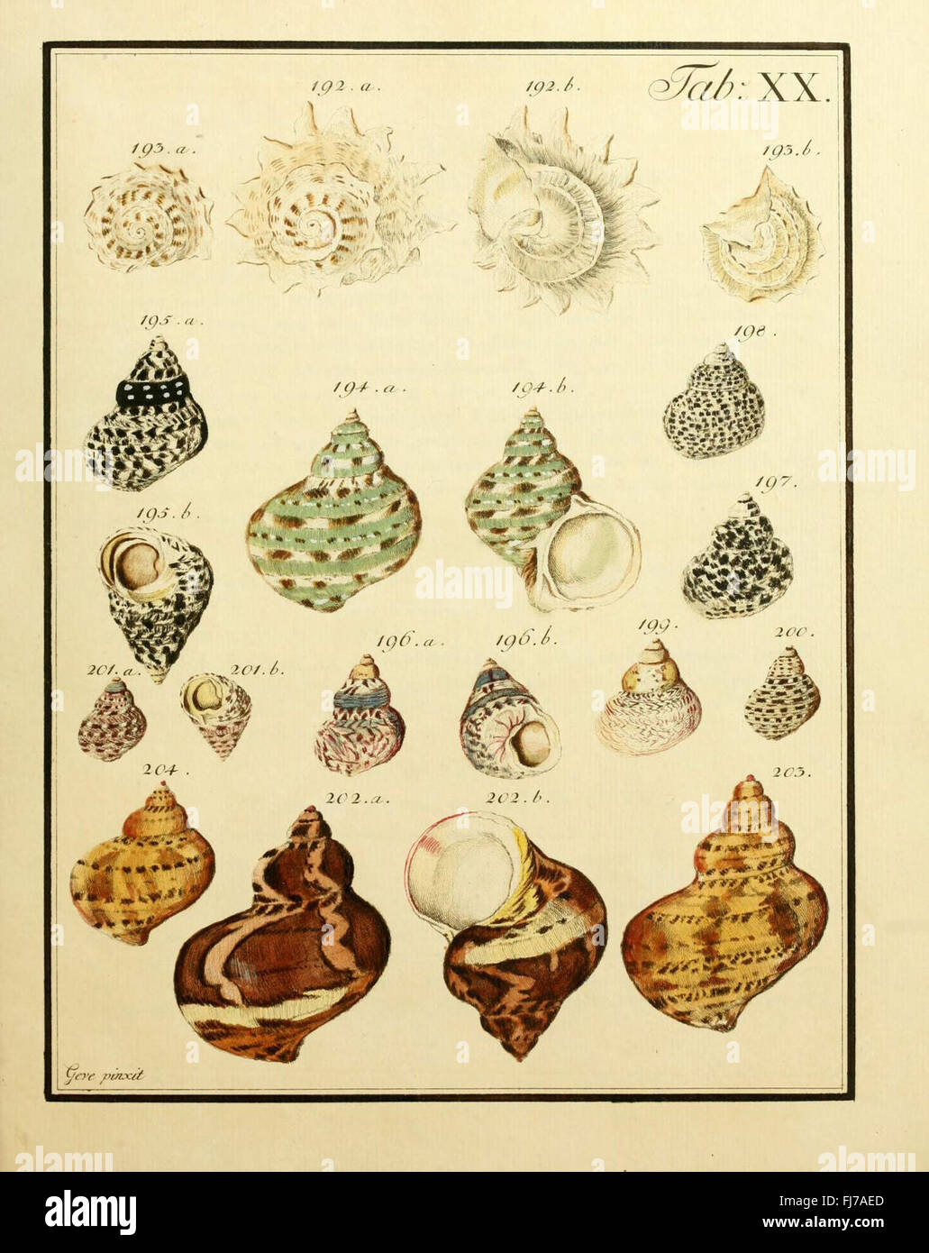 A catalog and collection of mollusks, systematically arranged according ...