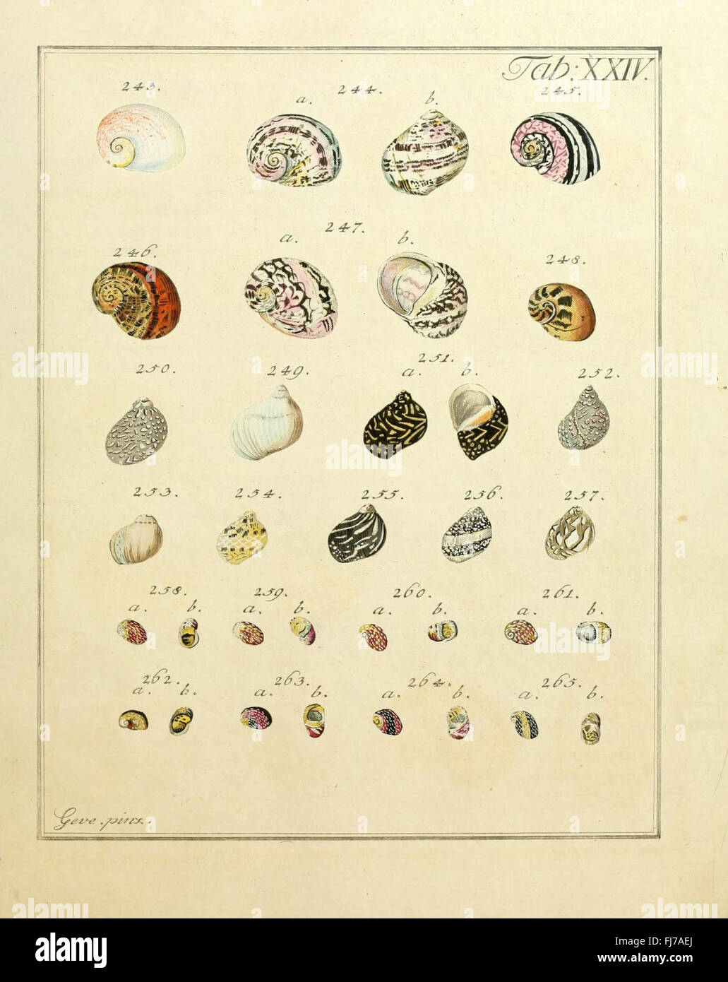 Catalog of shell species, following Gmelin's system, with detailed ...