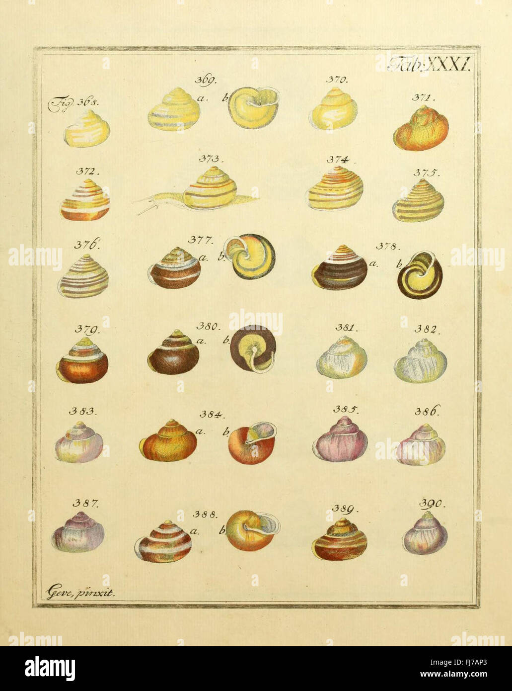 Shell classification system hi-res stock photography and images - Alamy