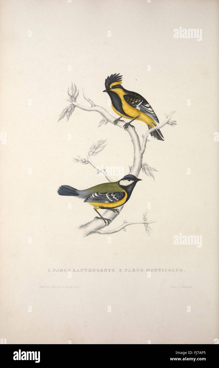 Birds, Himalaya Mountains, Pictorial works, Smithsonian Libraries ...