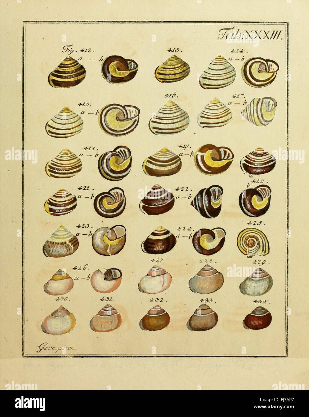 A catalog and collection of shells organized systematically according ...